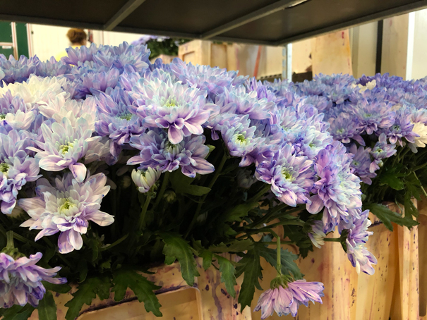 For what purpose do I use Centimo flower hormone